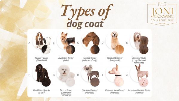Types of Dog Coats